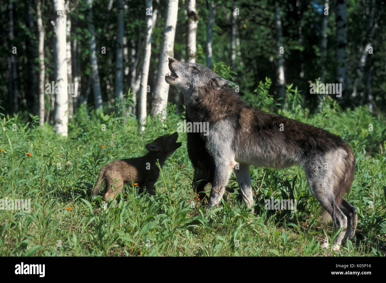 Wolf cubs howling hi-res stock photography and images - Alamy