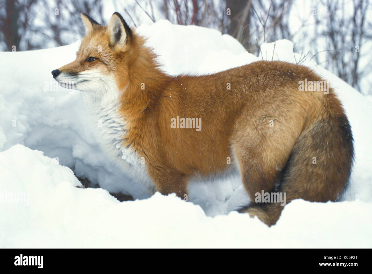 Vulpes Vulpes Fulva Stock Photos & Vulpes Vulpes Fulva Stock Images - Alamy