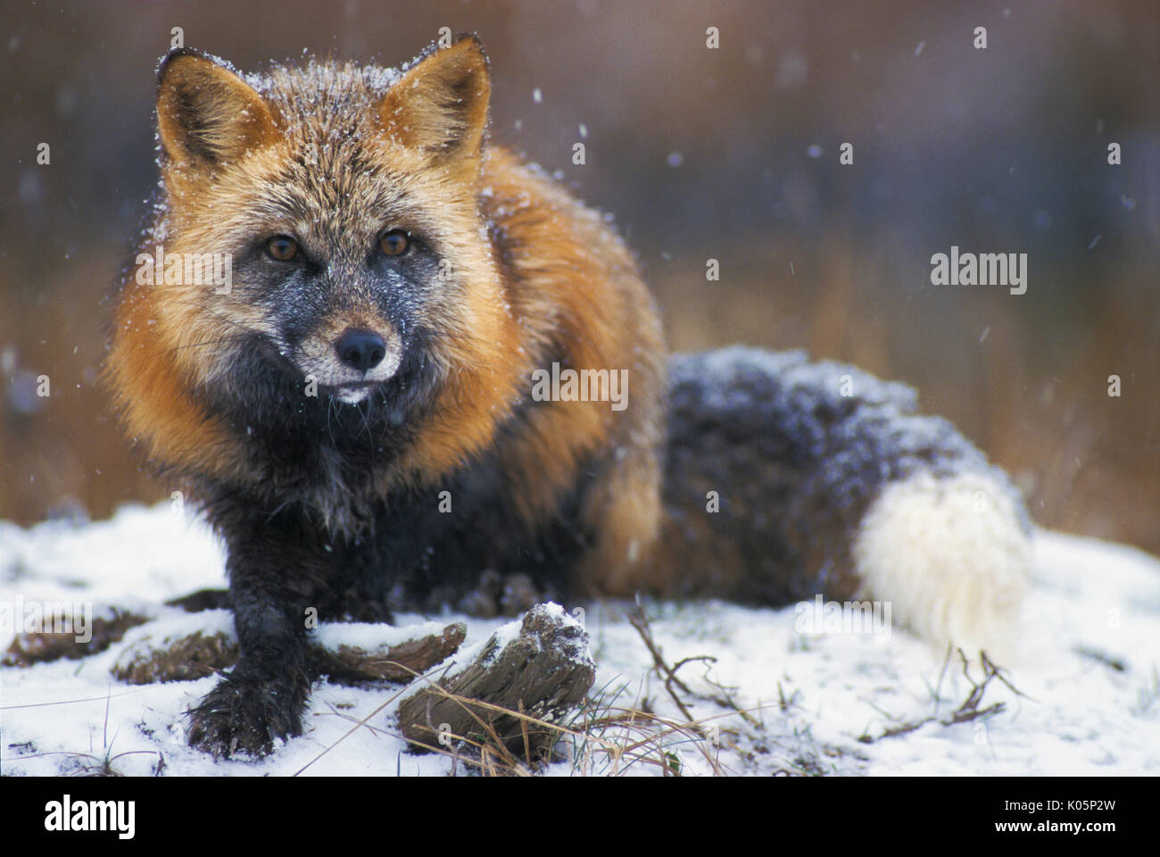Cross phase red fox hi-res stock photography and images - Alamy