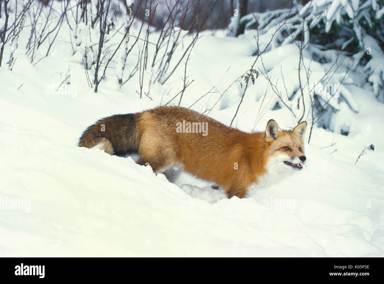 Red Fox ( Vulpes fulva ) Minnesota ,USA fox walking through snow Stock ...