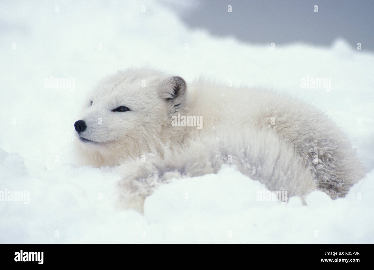 Arctic Fox (Alopex lagopus) - Minnesota, in snowy landscape, white ...