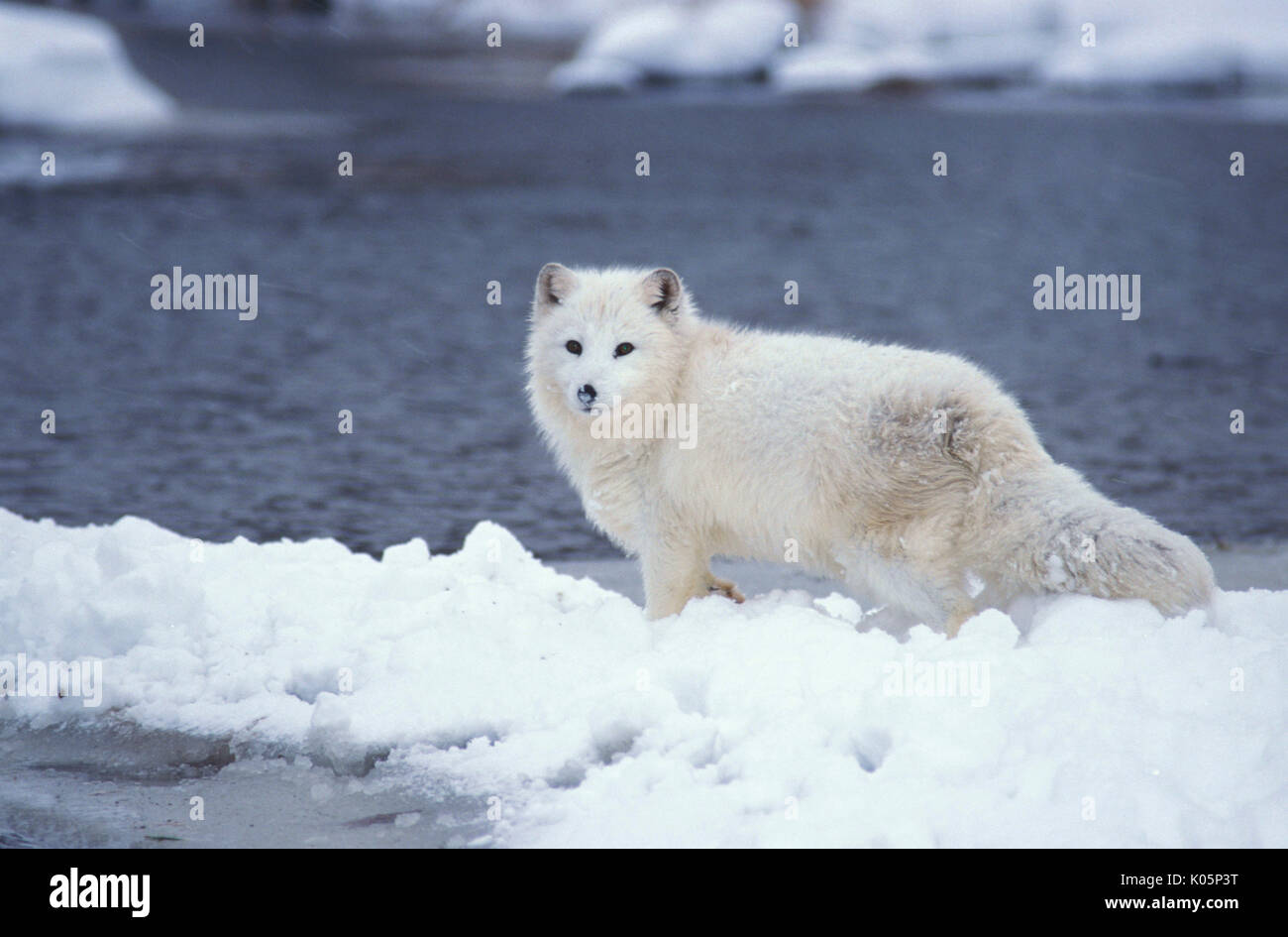 Arctic Fox (Alopex lagopus) - Minnesota, in snowy landscape Stock Photo ...