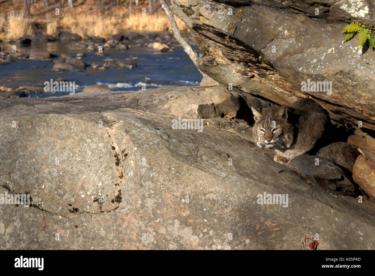 Bobcat, Lynx rufus, female, Minnesota, USA, resting in rocky crevice ...