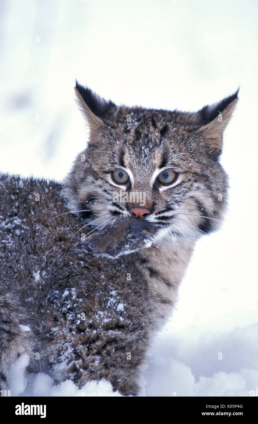 Bobcat kitten, Lynx rufus, Minnesota, USA, cub in snow with mouse Stock ...