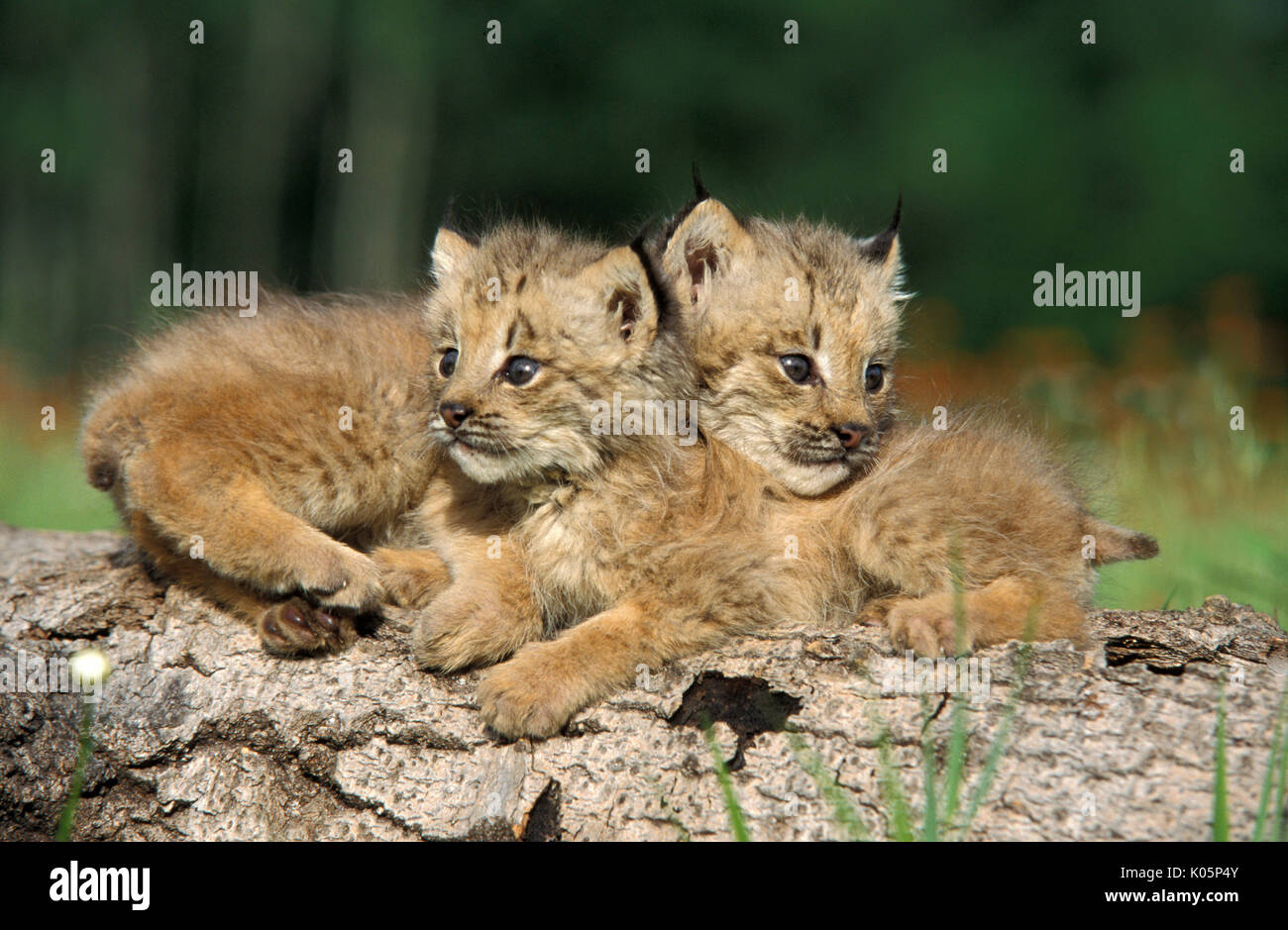 Lynx, Lynx canadensis, pair of cubs on log, 7 weeks old, cuddly, cute ...
