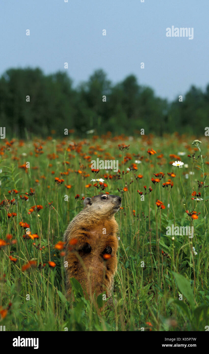 Groundhog or Woodchuck, Marmota monax, Minnesota, captive, in meadow ...