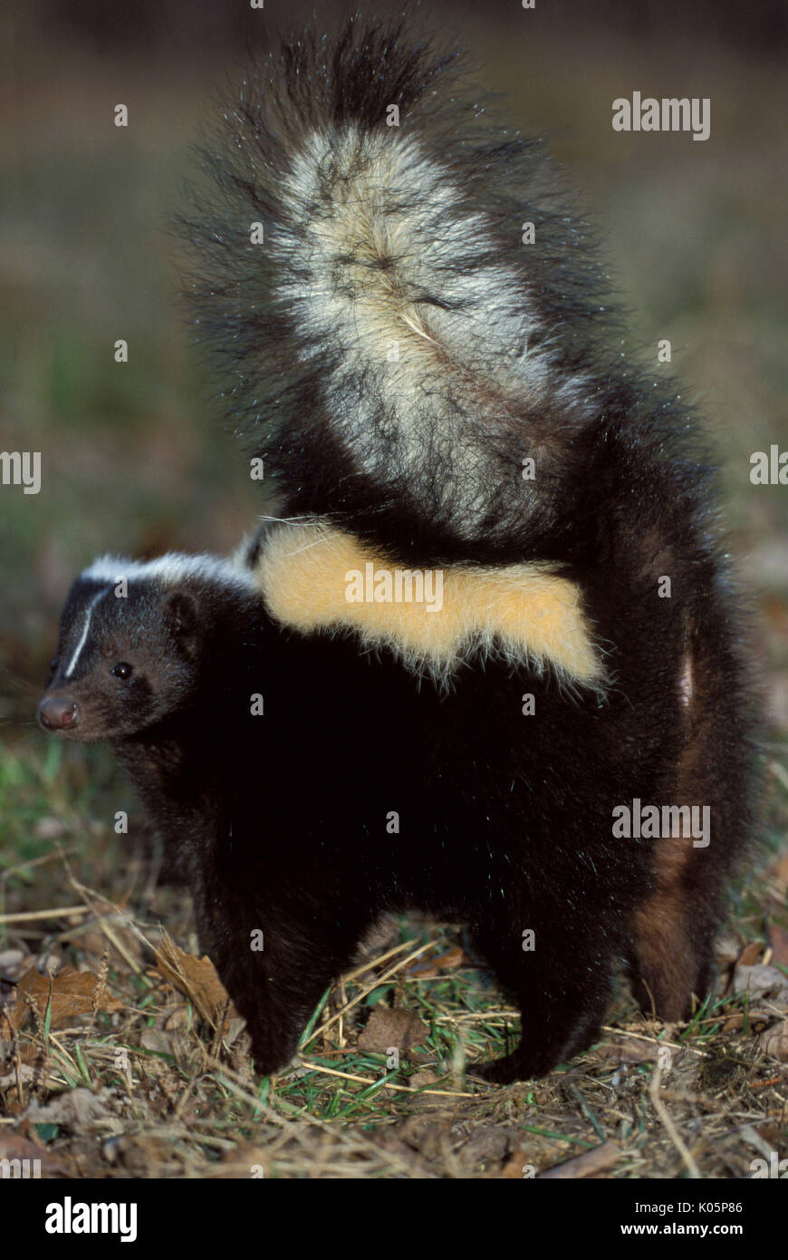 Striped Skunk (Mephitis mephitis) - Minnesota, whole animal showing ...