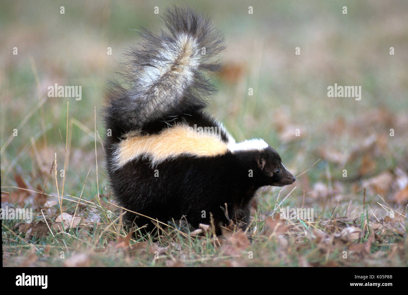 Mephitis mephitis usa hi-res stock photography and images - Alamy