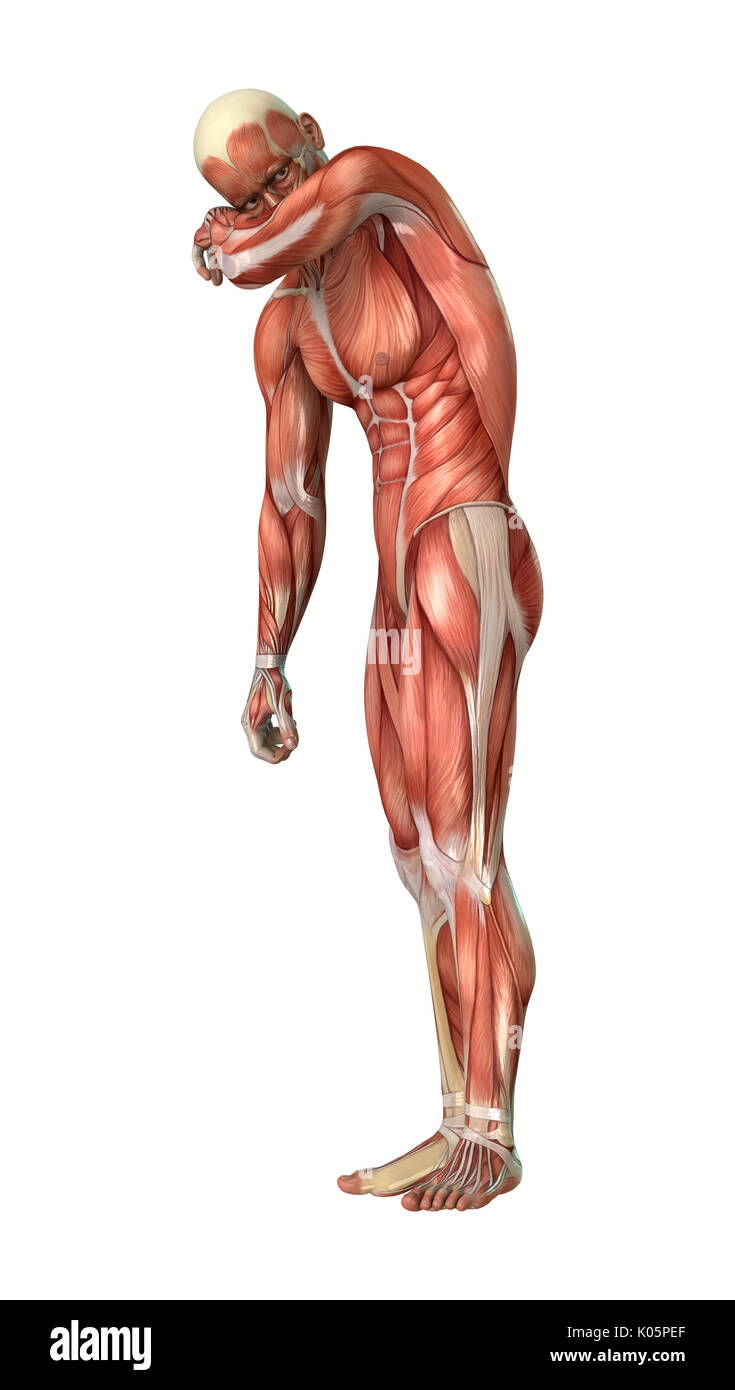 3D rendering of a male figure with muscle maps isolated on white ...