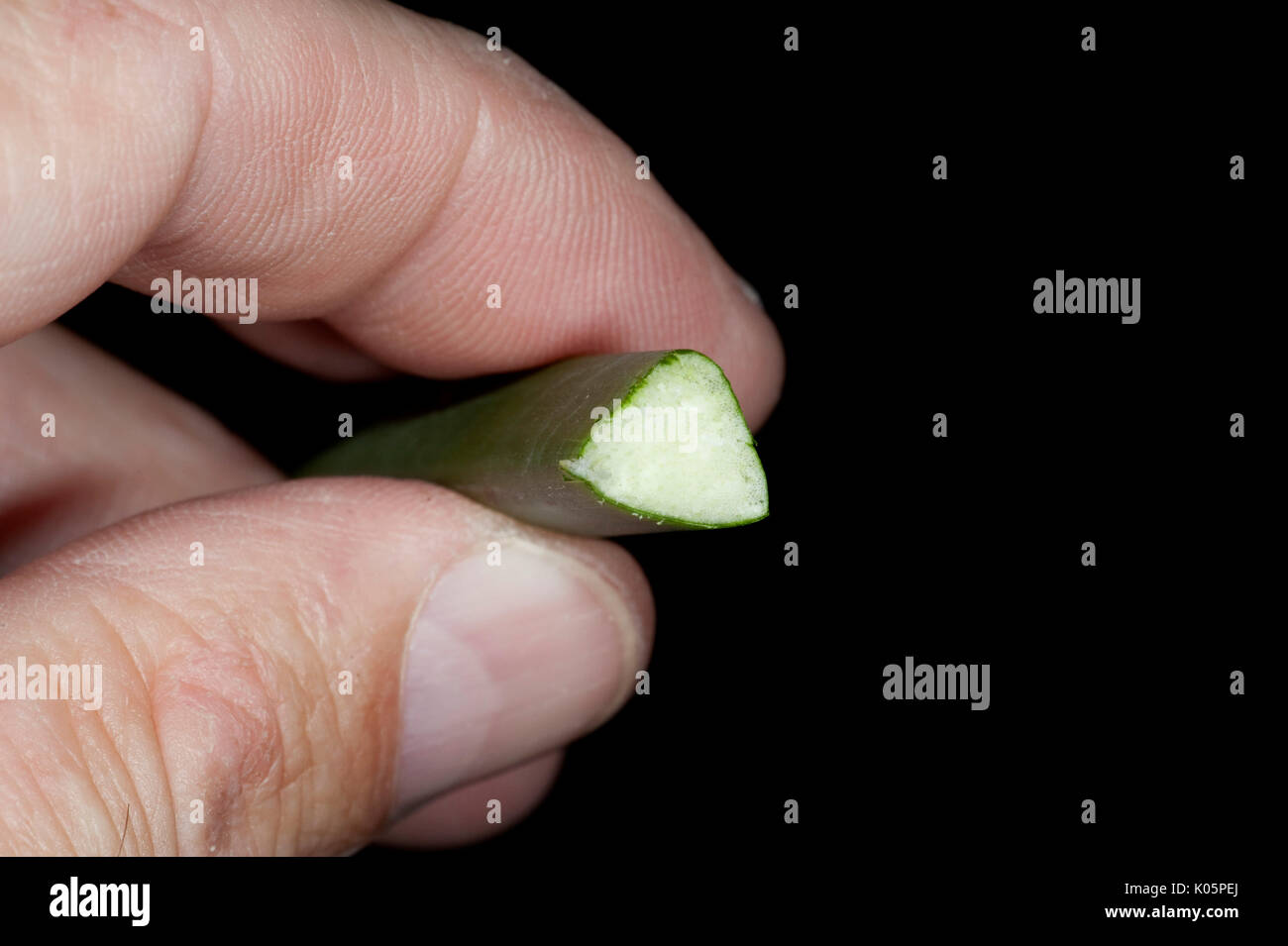 Close up of cross section of Papyrus stem showing triangle shape ...