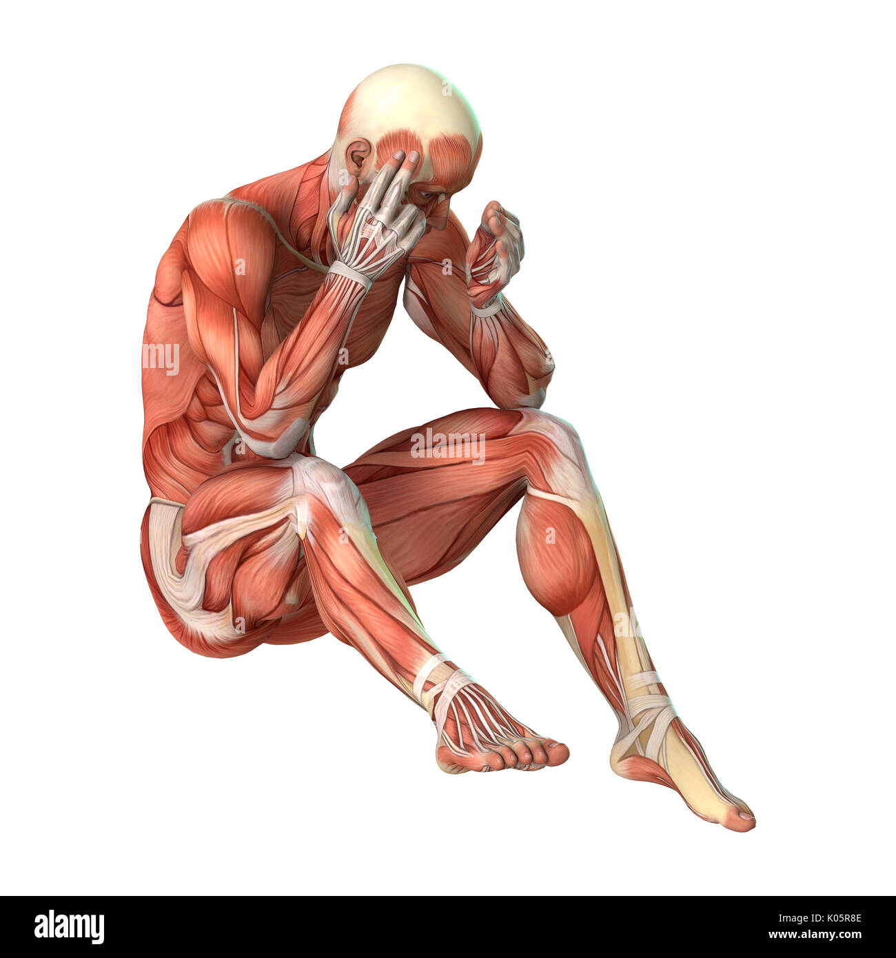 3D rendering of a male figure with muscle maps isolated on white ...