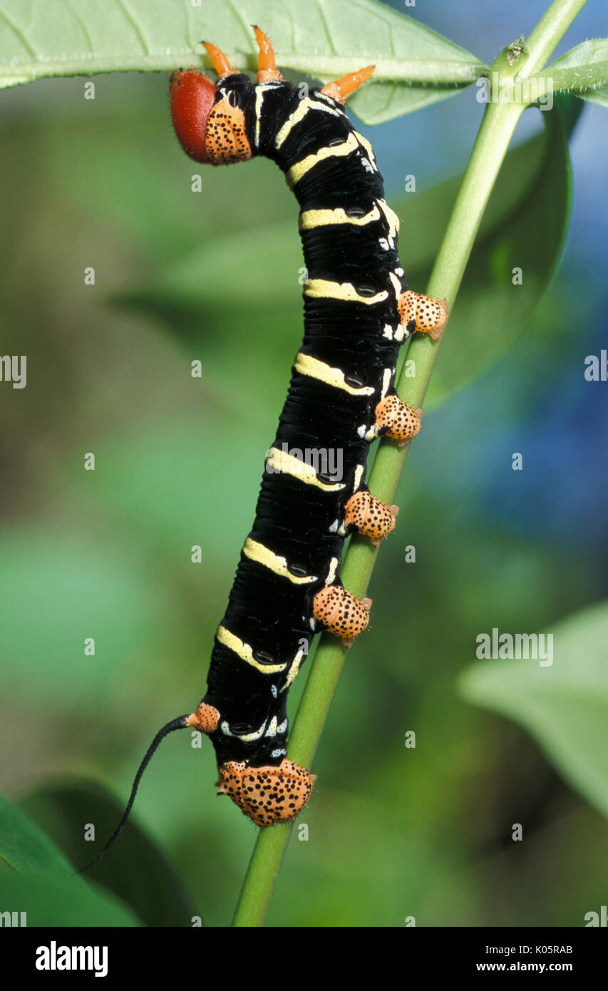 Frangipani Hawk Moth, Caterpillar, Pseudosphinx tetrio, Tobago, feeding ...