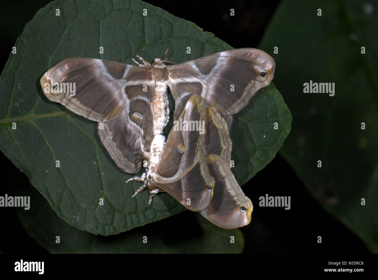 Eri Silkmoth, Samia cymthis, Pair, male and female mating, moths Stock ...