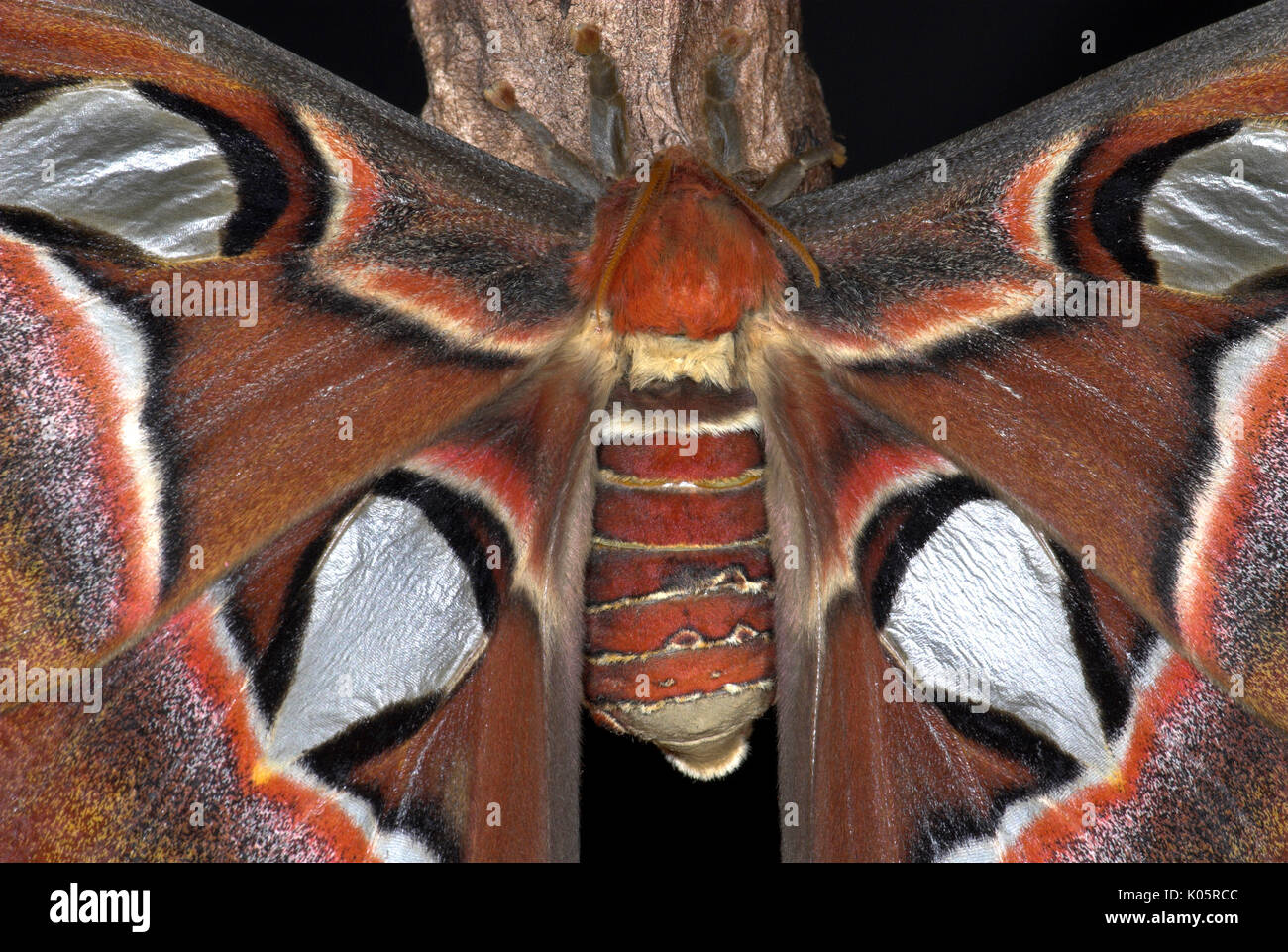 Atlas Moth, Attacus atlas, close up of abdomen Stock Photo - Alamy
