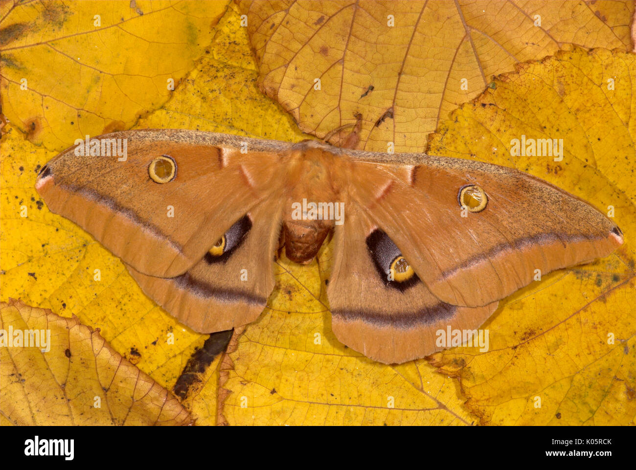 Oak Silk Moth, Antheraea polyphemus, on leaf litter, showing eye spots ...