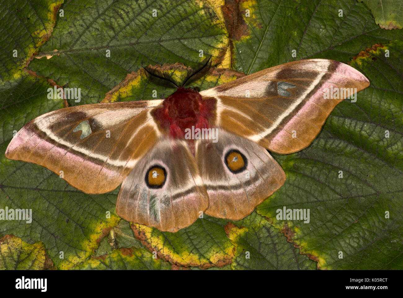 Polyphemus Moth, Antheraea polyphemus, close up warning eye spots on ...