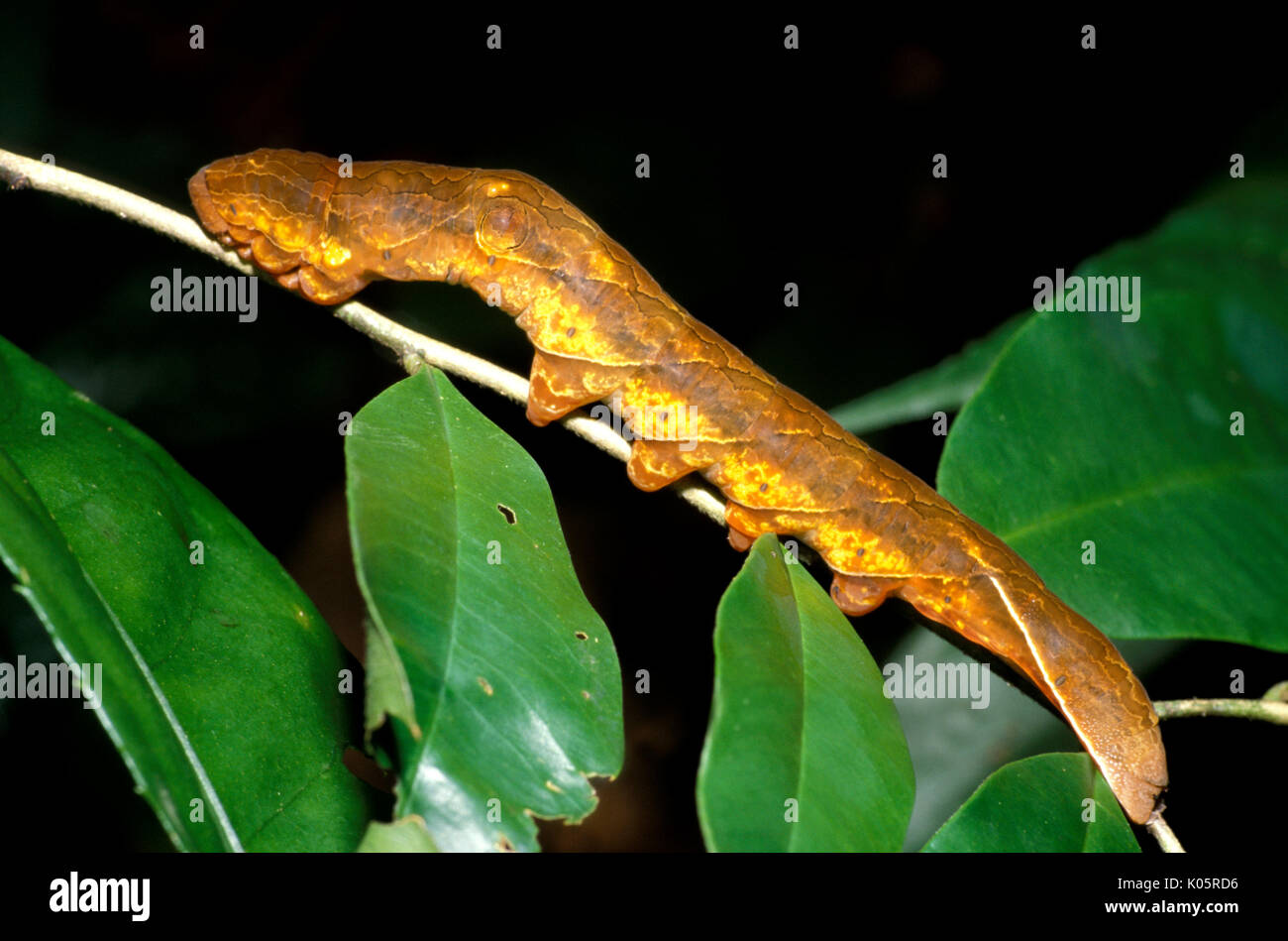 Noctuid moth caterpillar hi-res stock photography and images - Alamy