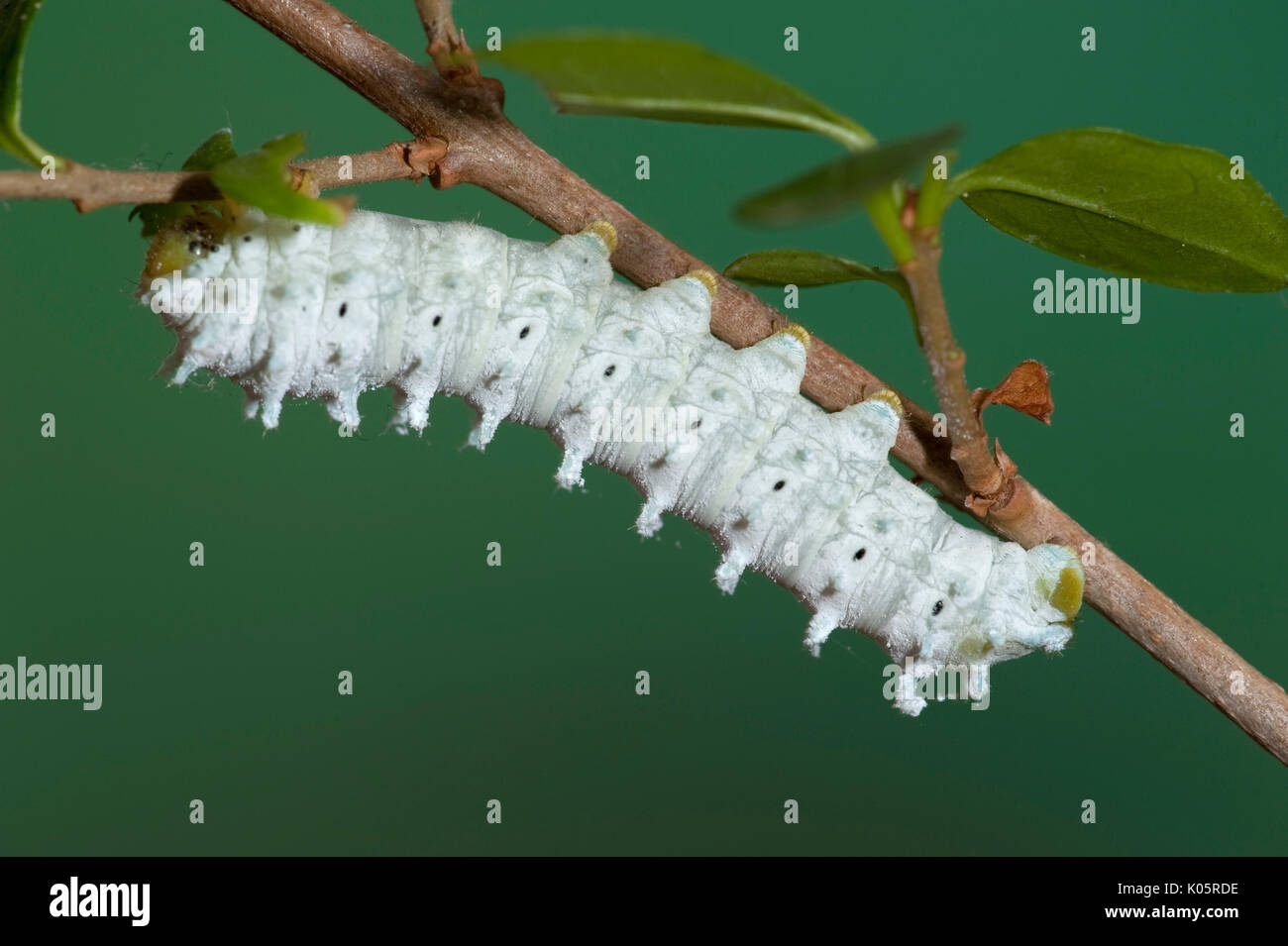 Tree of Heaven Silk Moth, Caterpillar, Philosamia cynthia, Asia, white ...