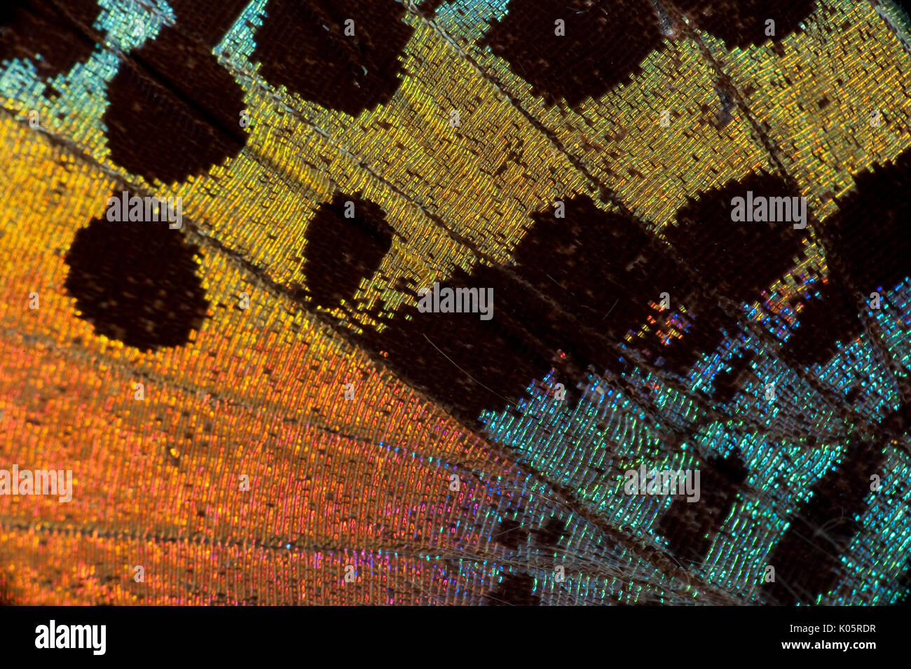 Madagascan sunset moth, Chrysiridia rhipheus, Urania ripheus ...