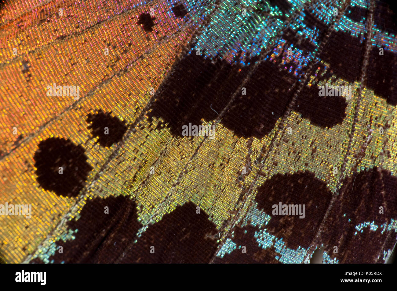 Madagascan sunset moth, Chrysiridia rhipheus, Urania ripheus ...