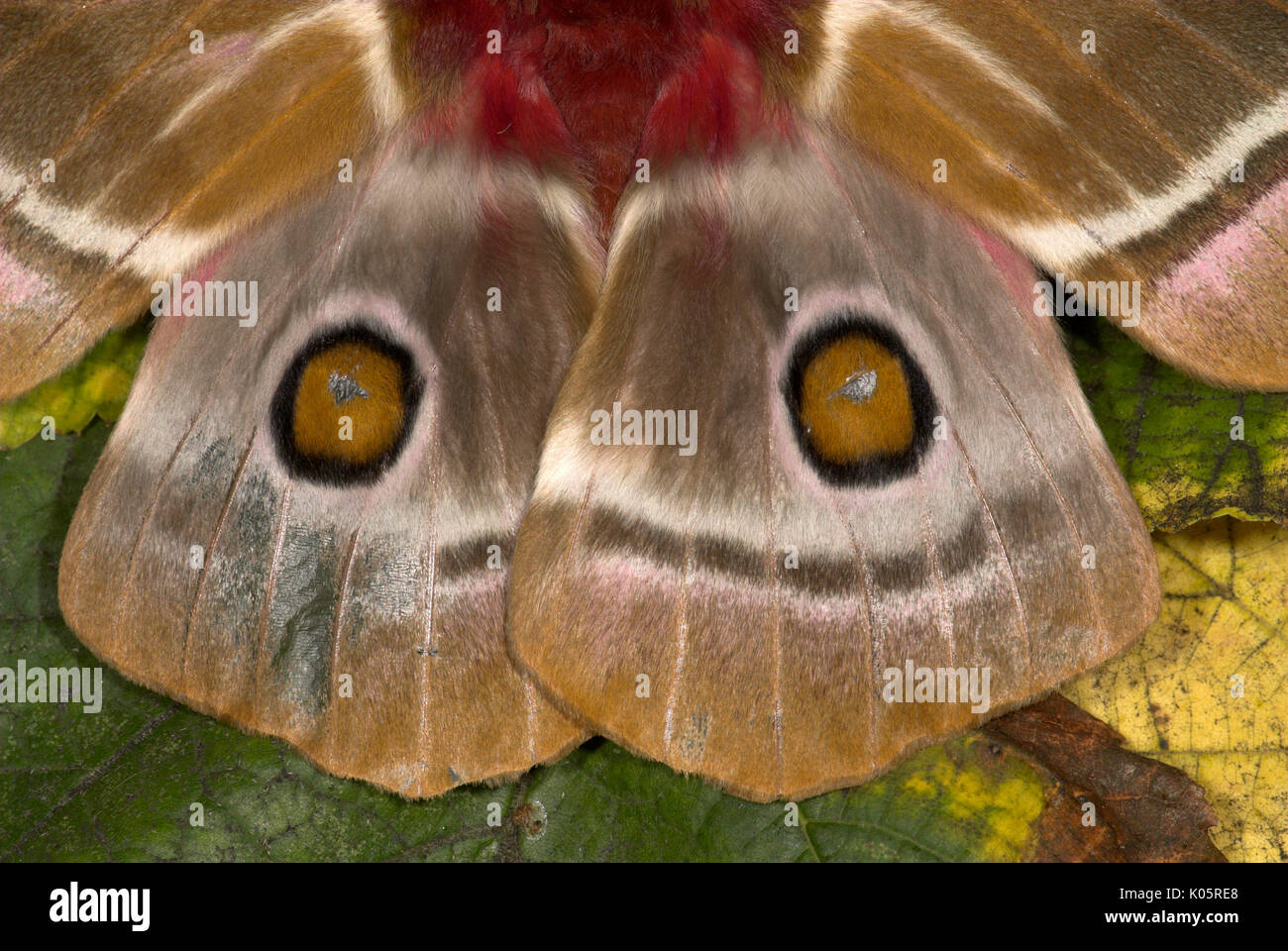 Polyphemus Moth, Antheraea polyphemus, close up warning eye spots on ...