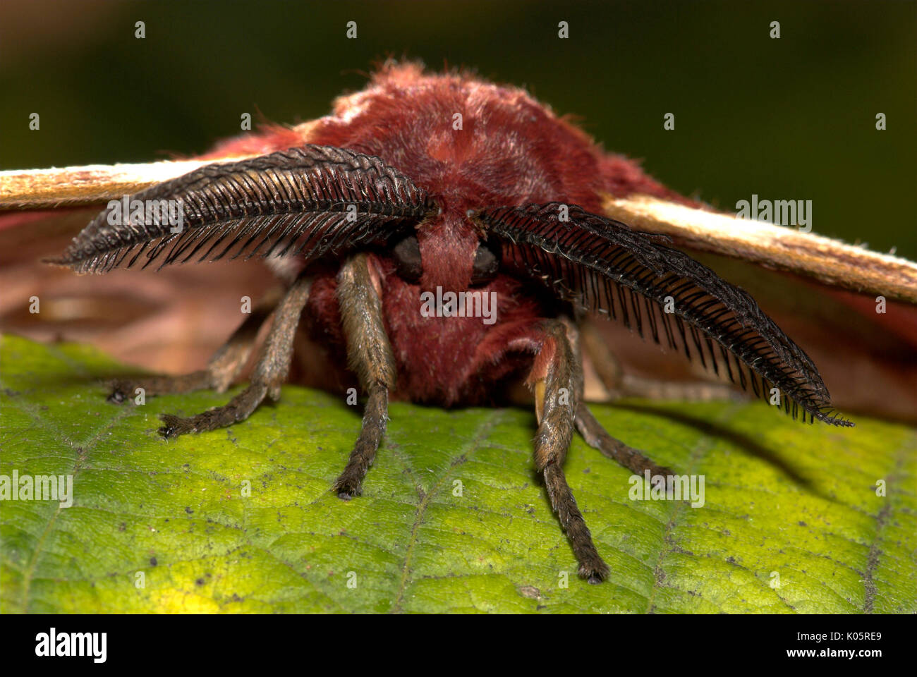 Polyphemus Moth, Antheraea polyphemus, close up of antennae, male Stock ...
