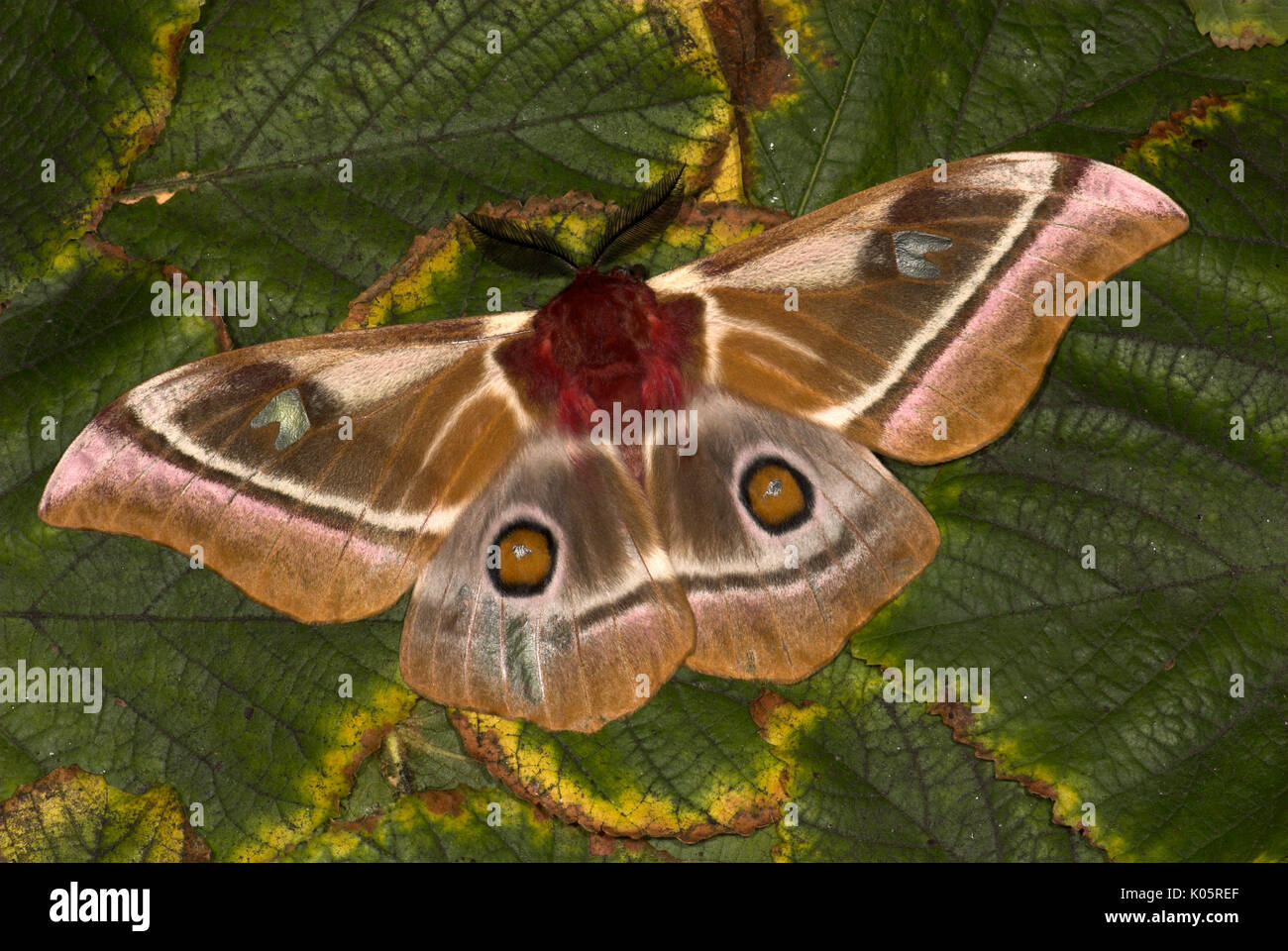 Polyphemus Moth, Antheraea polyphemus, with wings open, showing eye ...