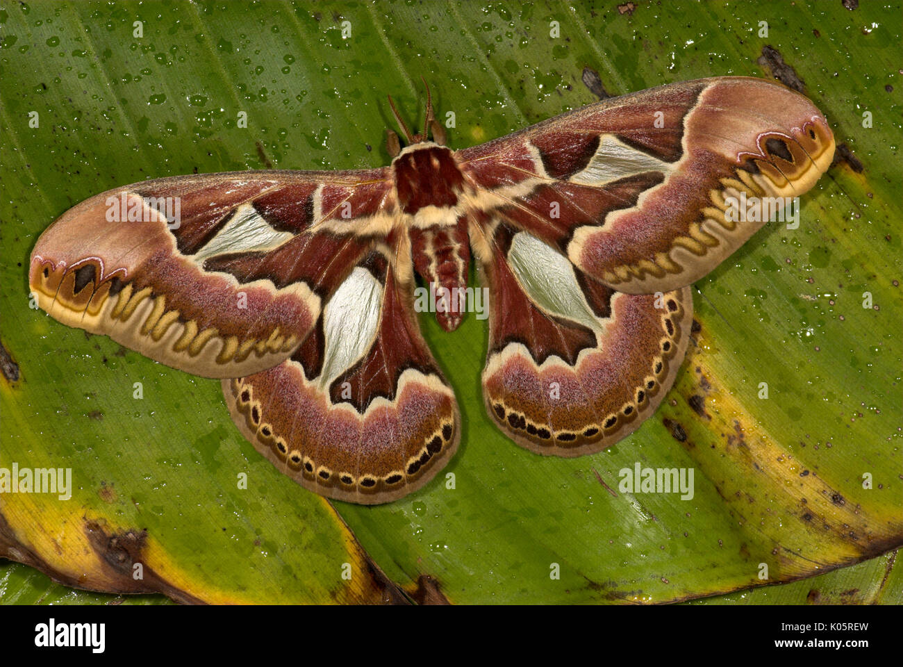 Rothschildia moth hi-res stock photography and images - Alamy