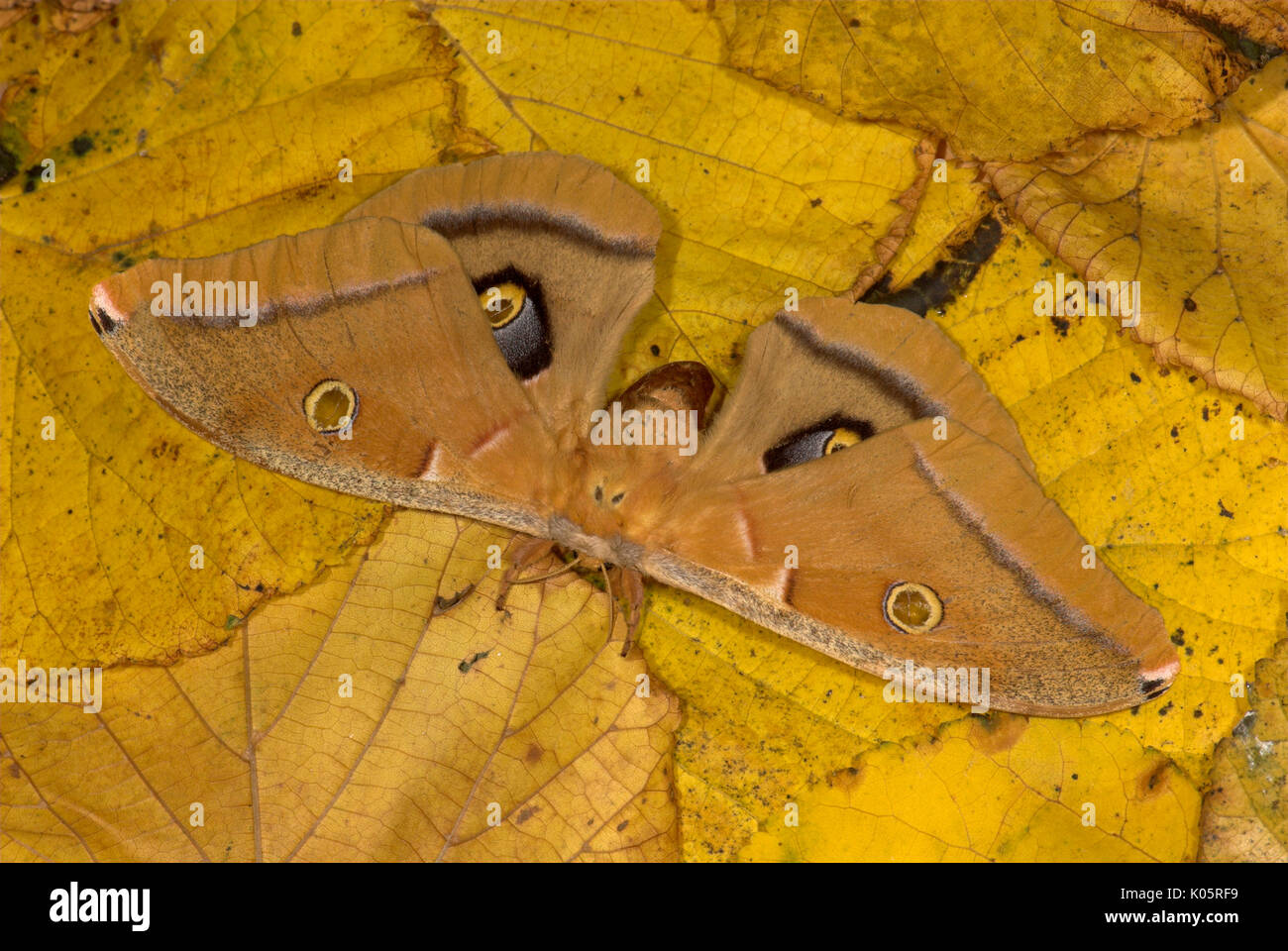 Oak Silk Moth, Antheraea polyphemus, on leaf litter, showing eye spots ...