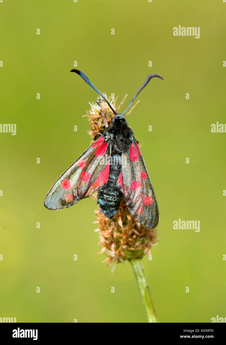 Burnet Moth, Zygaena filipendulae stephensi, brightly coloured day ...