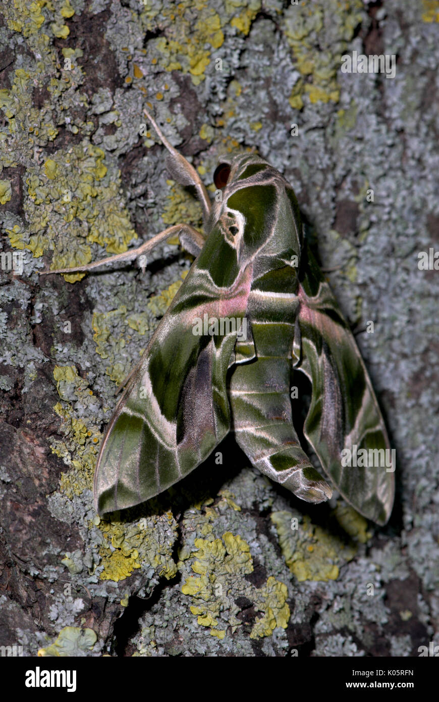 Oleander Hawk Moth, Daphnis nerii, on mossy tree trunk, fast flyer ...