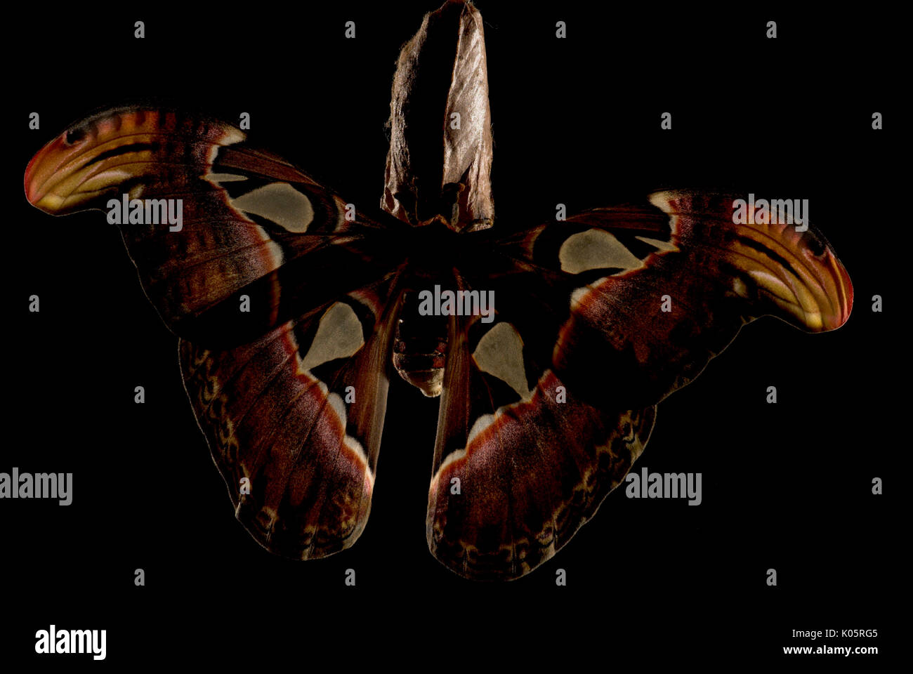 Atlas Moth, Attacus atlas, hanging on cocoon case after emerging, wings ...