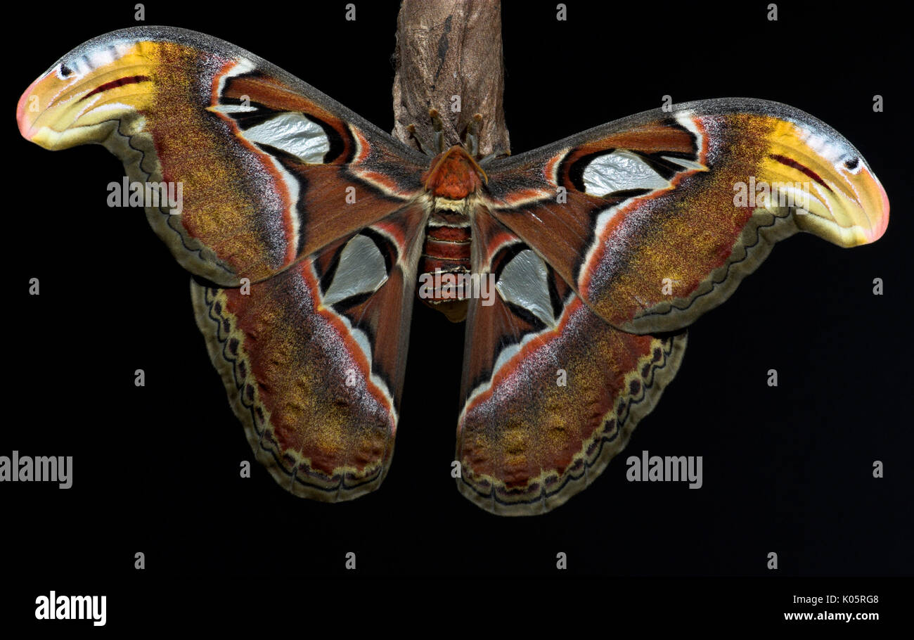 Atlas Moth, Attacus atlas, hanging on cocoon case after emerging, wings ...
