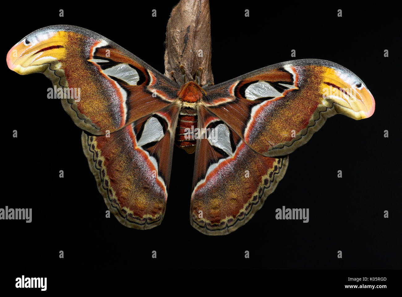 Worlds largest moths hi-res stock photography and images - Alamy