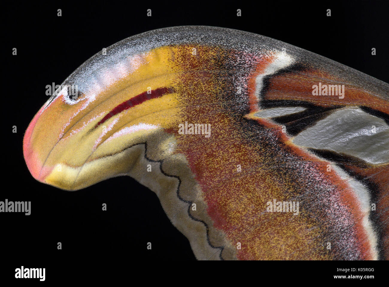 Close up atlas moth wing hi-res stock photography and images - Alamy