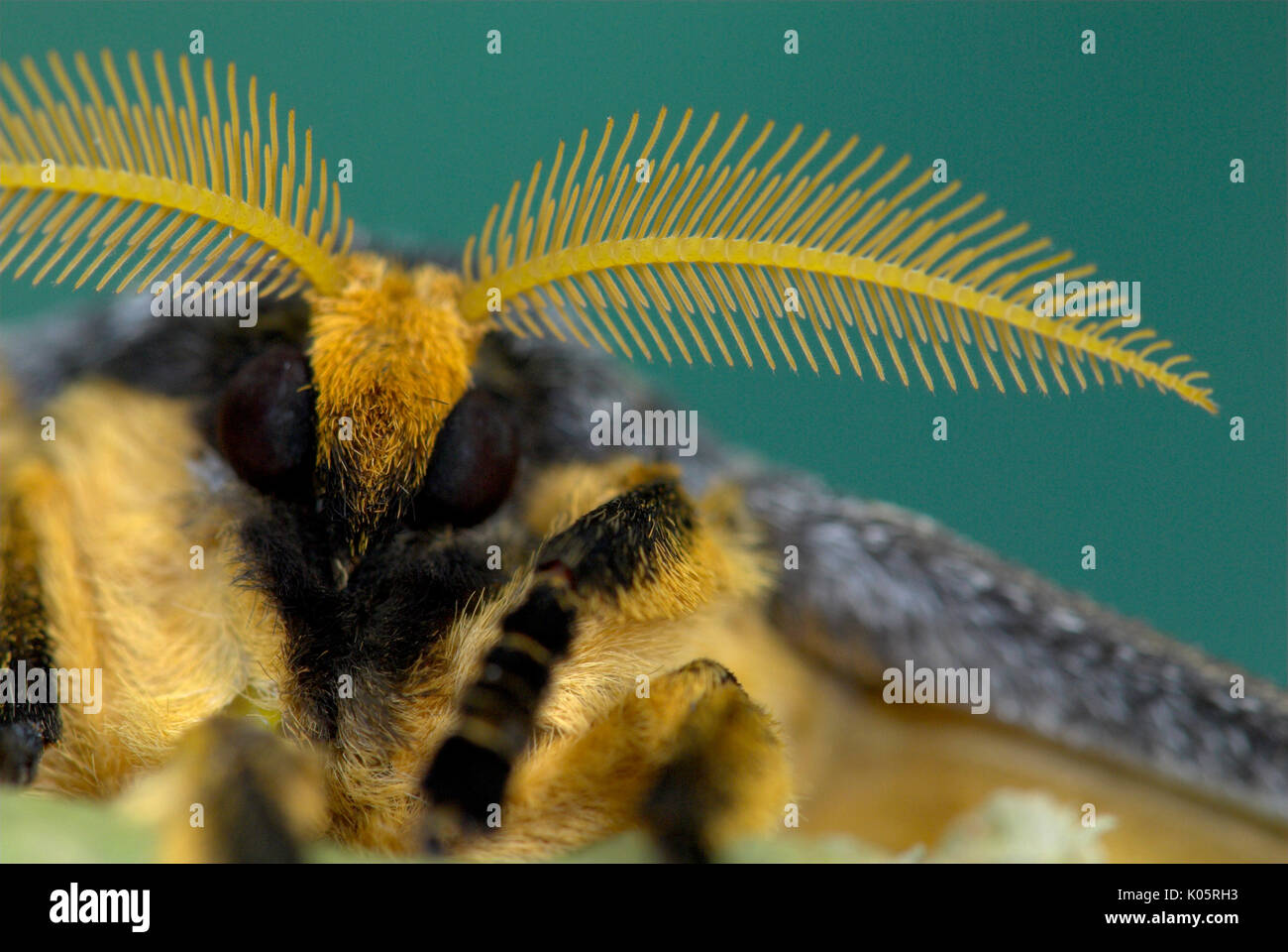 Close up lunar moth hi-res stock photography and images - Alamy