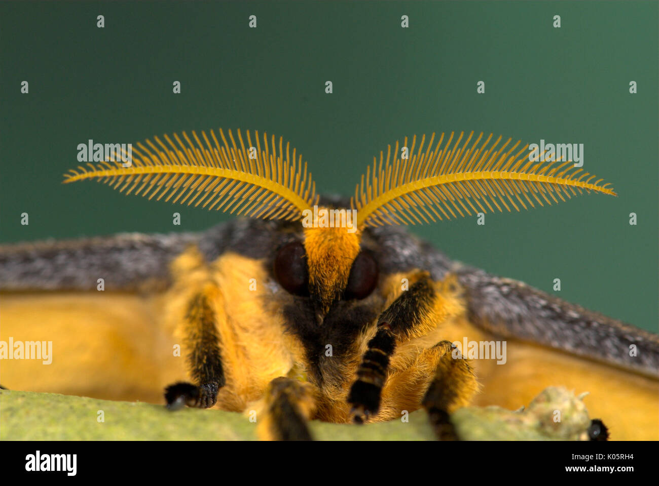Close up lunar moth hi-res stock photography and images - Alamy