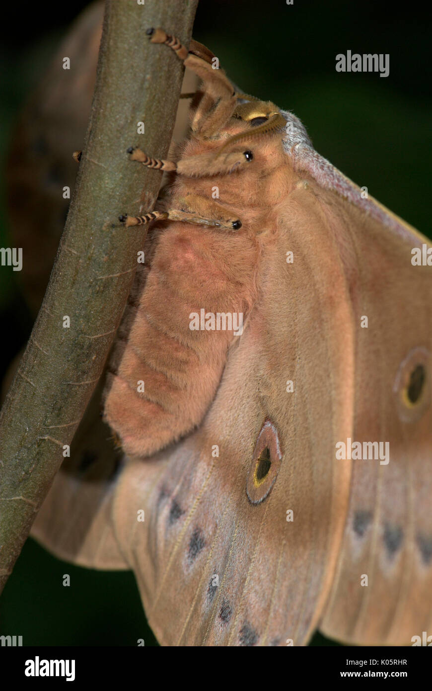 Chinese (Oak) Tussah Moth, Antheraea pernyi, close up of abdomen Stock ...