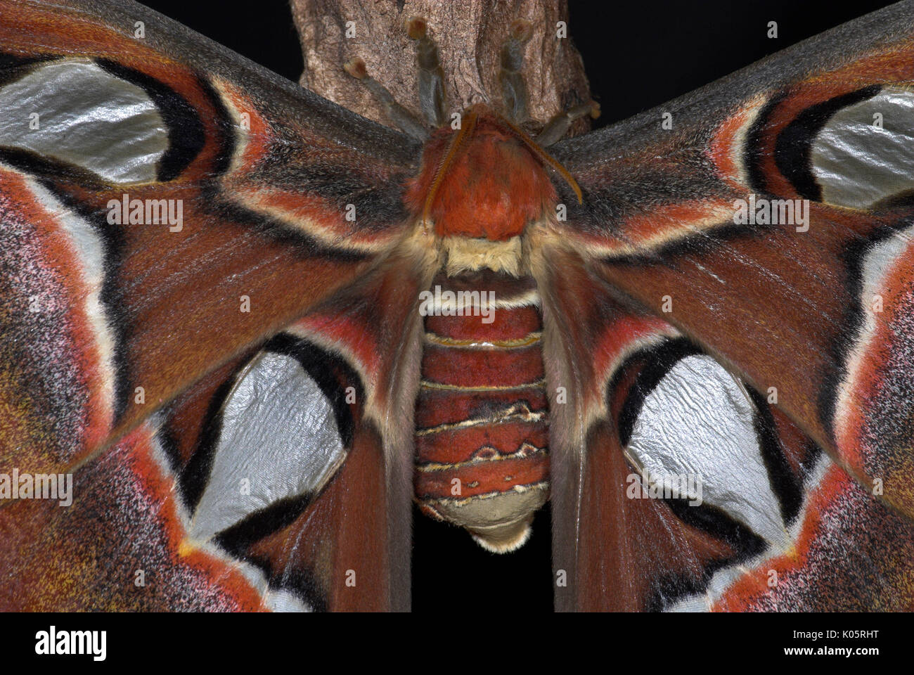 Atlas Moth, Attacus atlas, close up of abdomen Stock Photo - Alamy