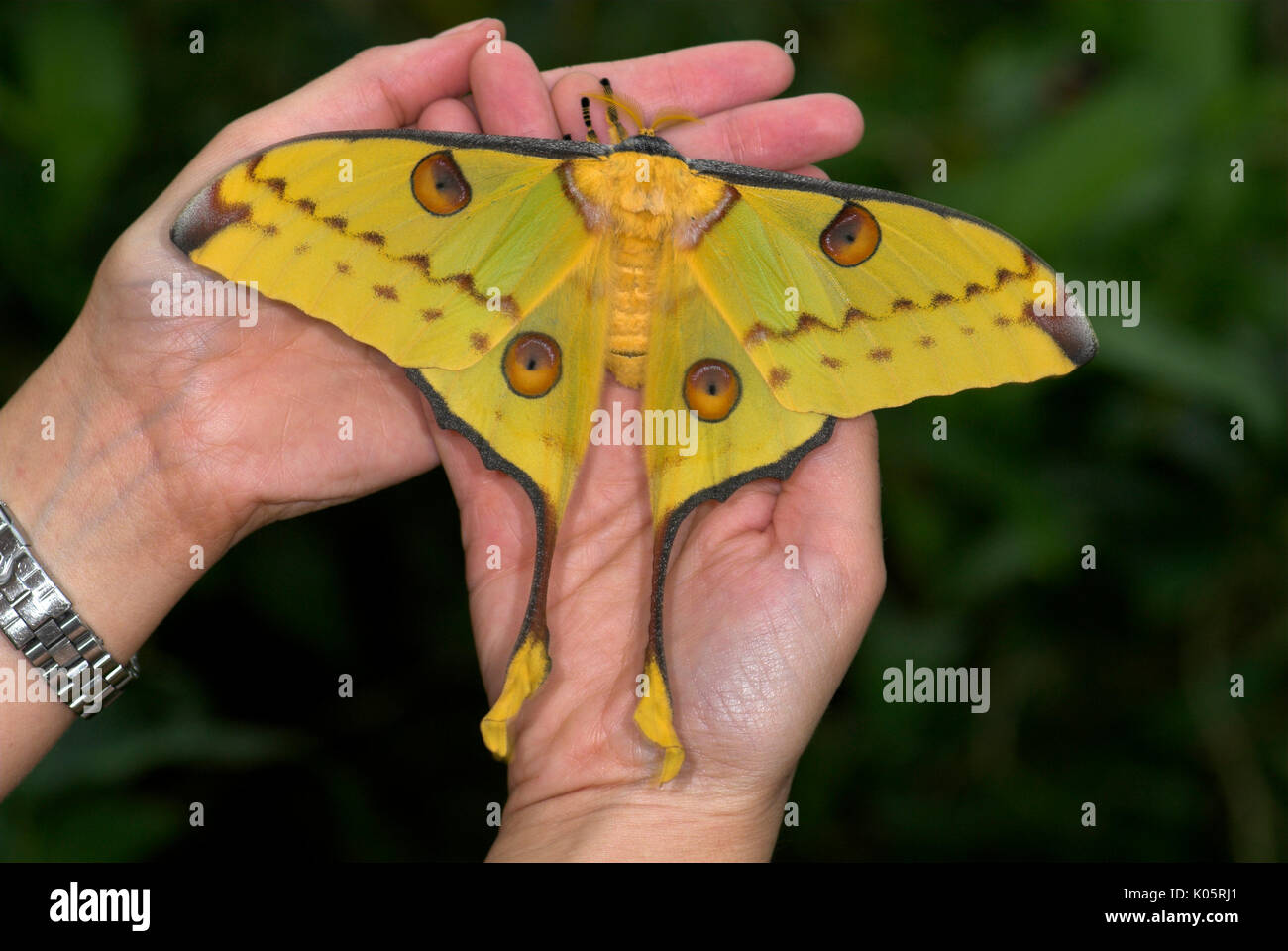 Giant Comet Moth, Argema mittrei, Madagascar, Moon or Lunar, Family ...