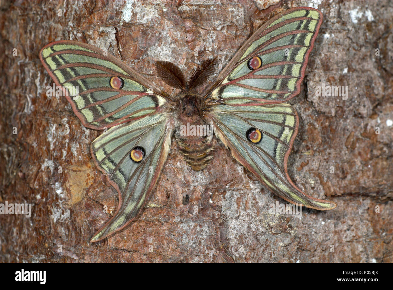 Spanish Moon Moth Stock Photos & Spanish Moon Moth Stock Images - Alamy