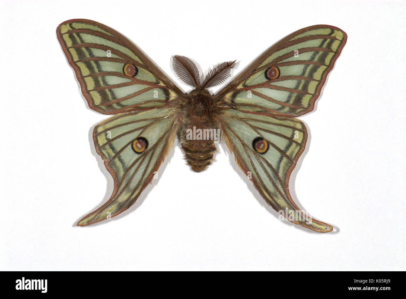 Spanish Moon Moth, Graellsia isabelae, Classified as Vulnerable on the ...