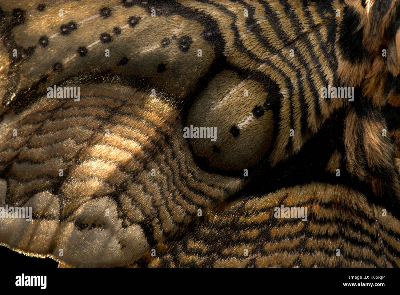 Owl Moth, Brahmaea hearseyi, eye spots, one of largest moth in family ...