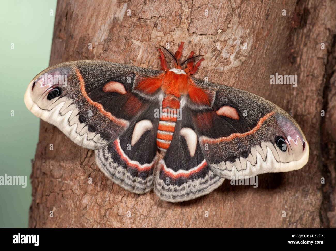 Robin Moth, Hyalophora cecropia, USA, America's largest silkmoth ...