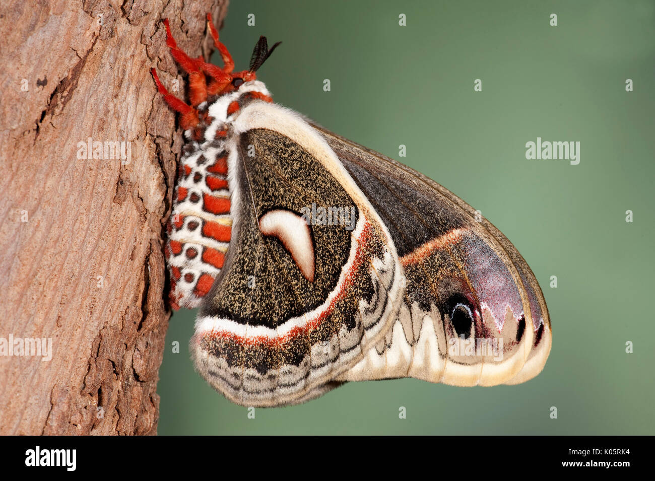 Robin Moth, Hyalophora cecropia, USA, America's largest silkmoth ...