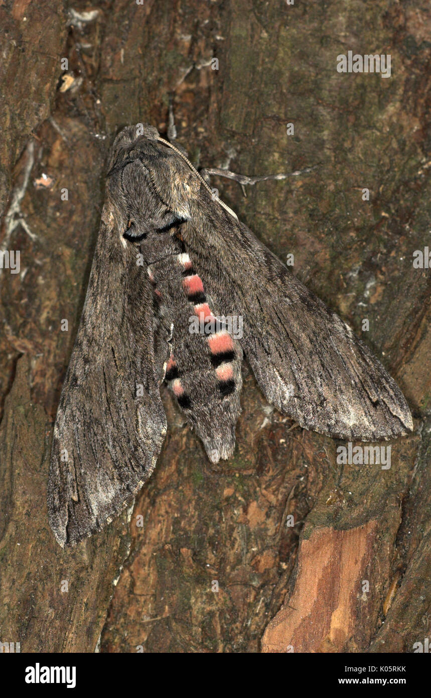Convolvulus Hawk Moth, Agrius convolvuli, resting on tree trunk ...