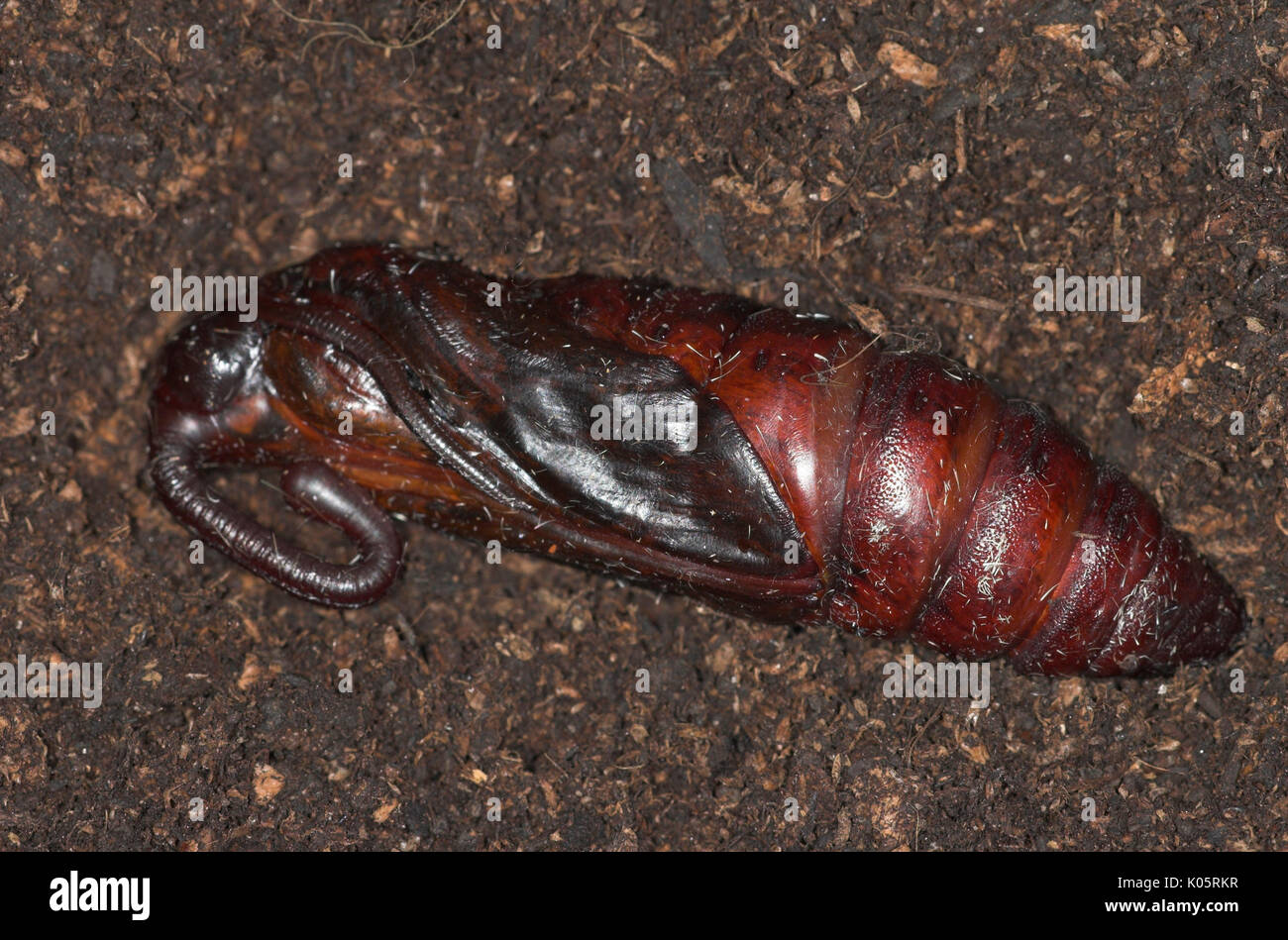 Convolvulus Hawk Moth, Agrius convolvuli, pupae, chyrsalis in soil ...