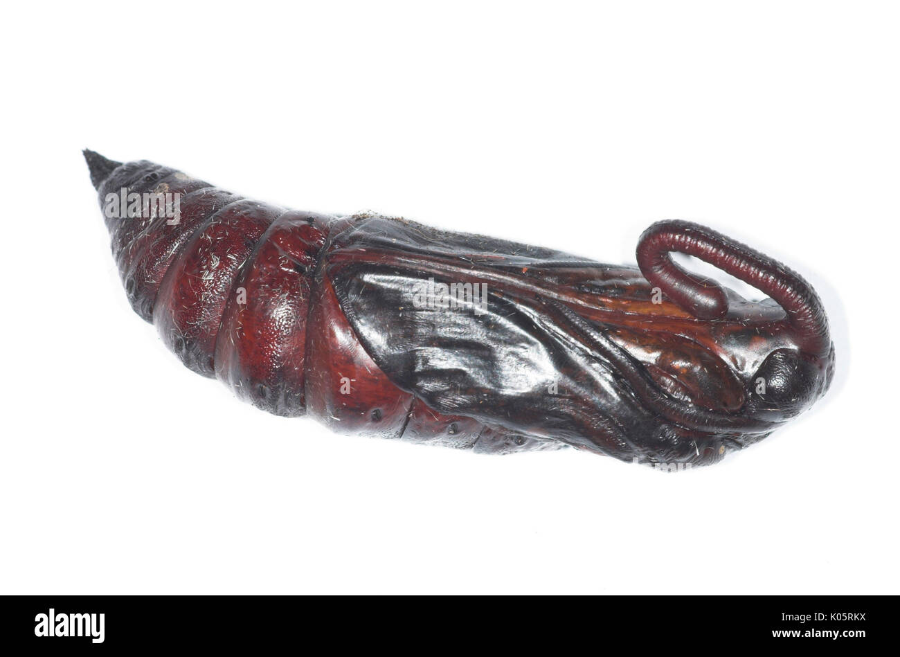 Largest hawk species Cut Out Stock Images & Pictures - Alamy