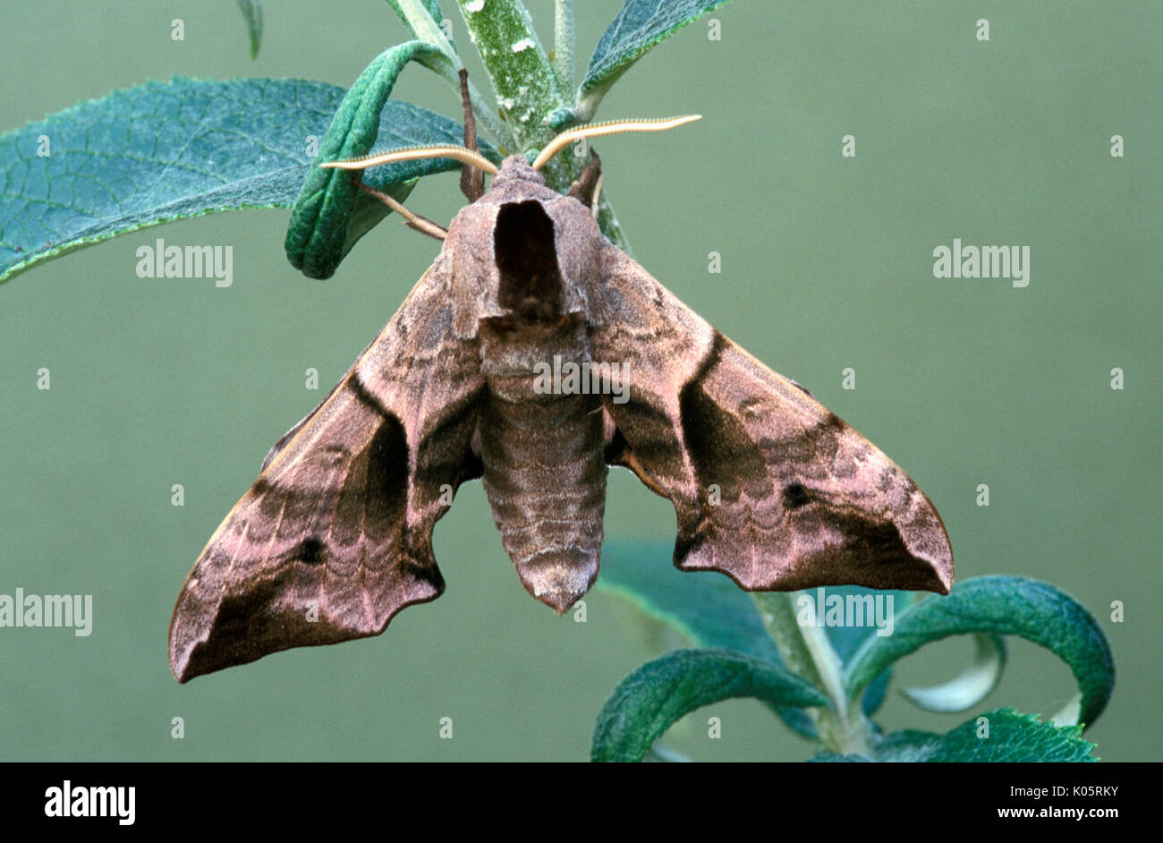 Eyed Hawk Moth, Smerinthus ocellata, on buddleia stem, garden, night ...