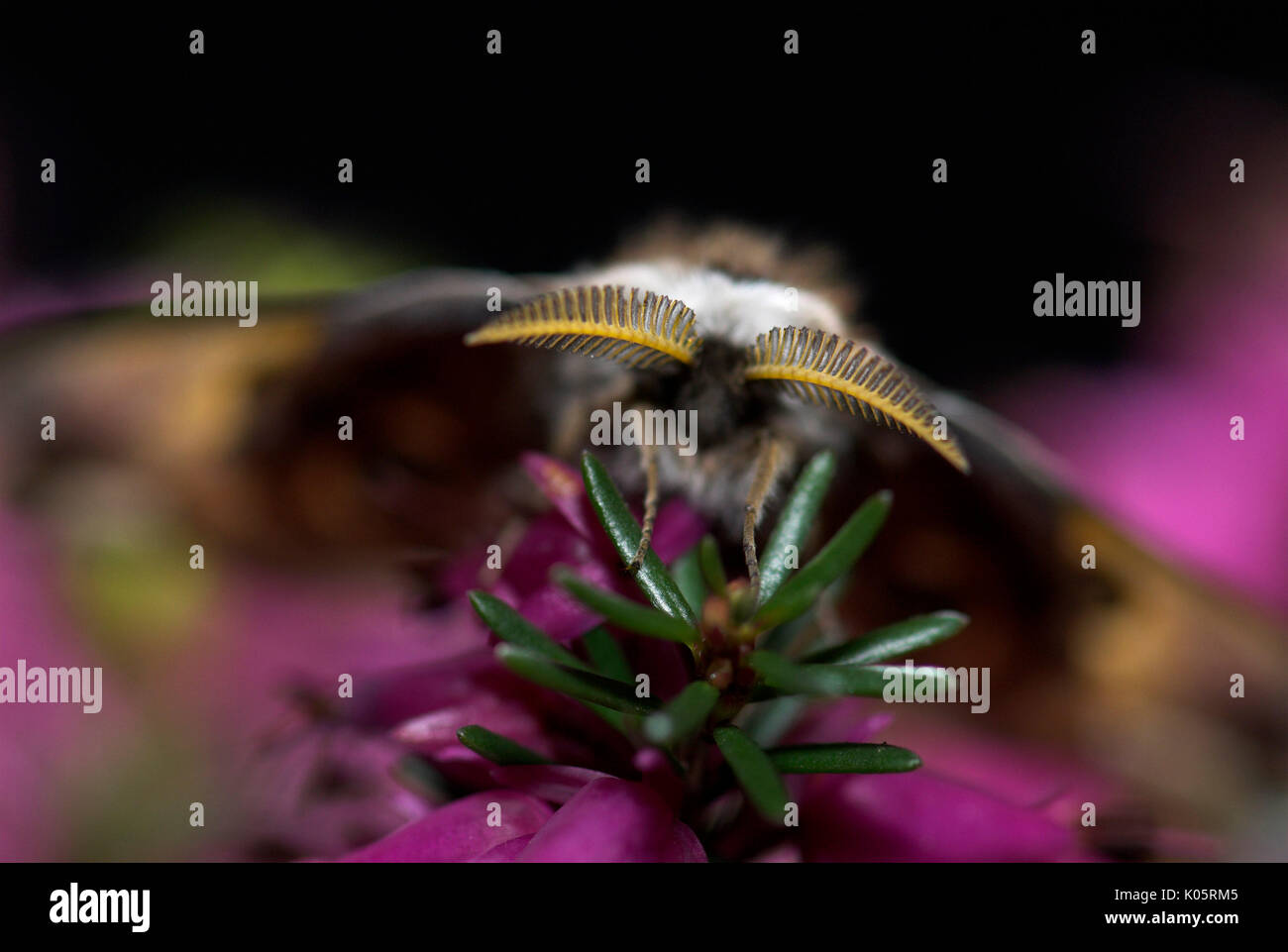 Emperor Moth, Saturnia pavonia, male close up of antennae, fluffy, on ...